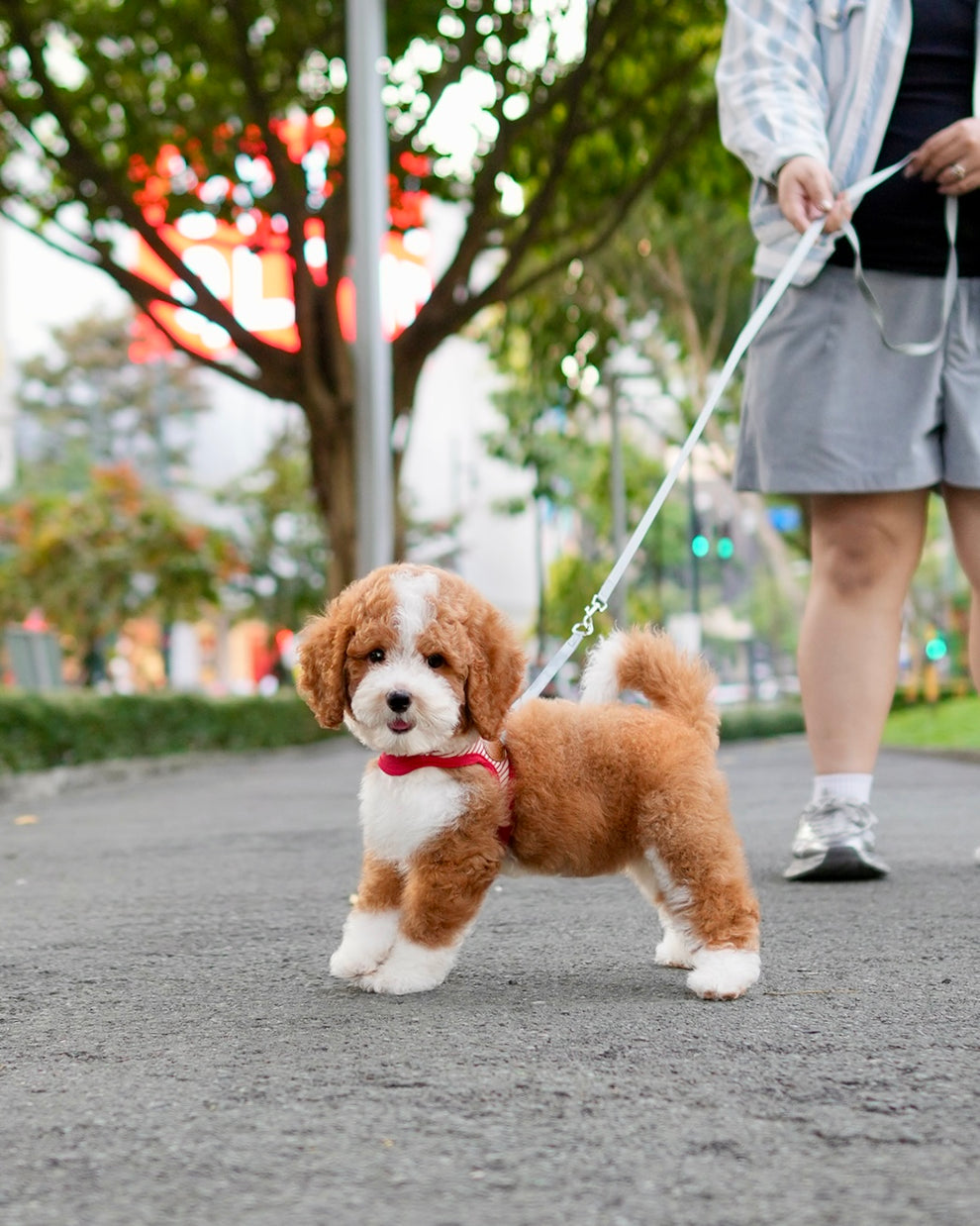 Stormy - Giant Poodle (Brown & White) – Pretty Bubble Boutique