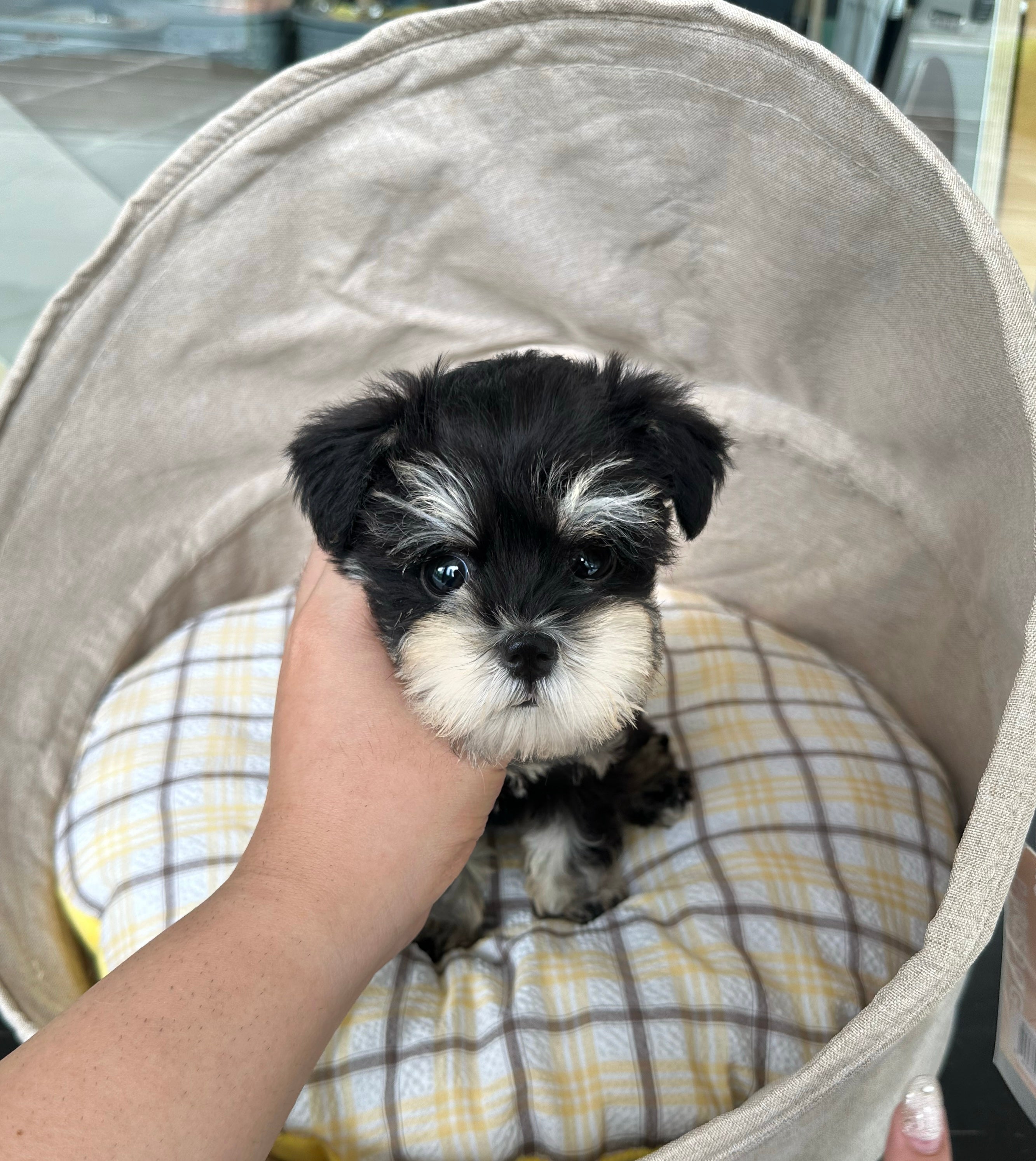 Puppy Gallery – Pretty Bubble Boutique